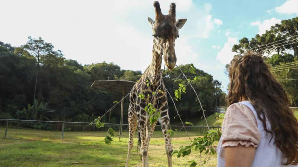Zoológico de Curitiba participa de programas de preservação de espécies ...